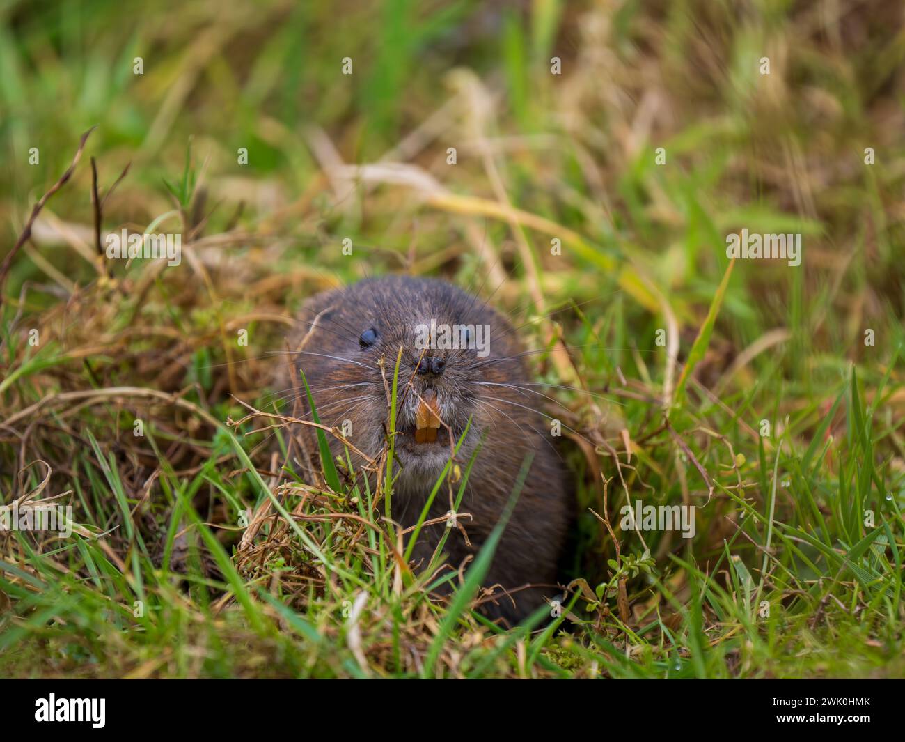 Water vole burrow uk hi-res stock photography and images - Alamy