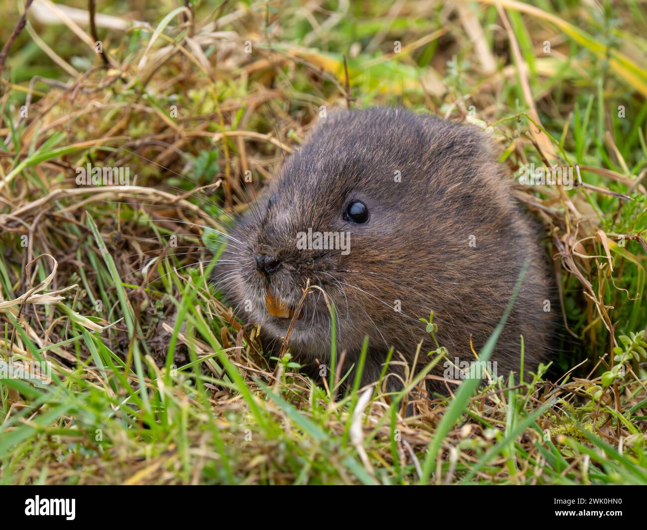 A Water Vole Feeding From a Burrow Stock Photo - Alamy