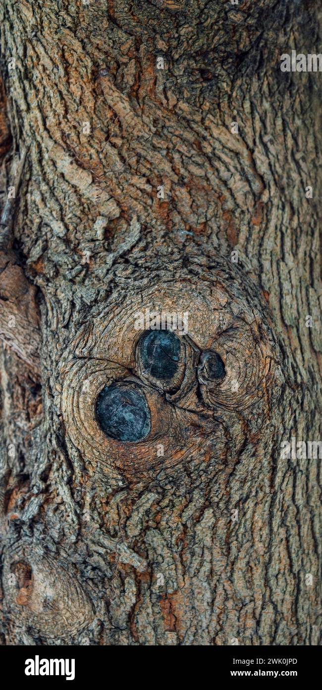 Mulberry tree bark hi-res stock photography and images - Alamy