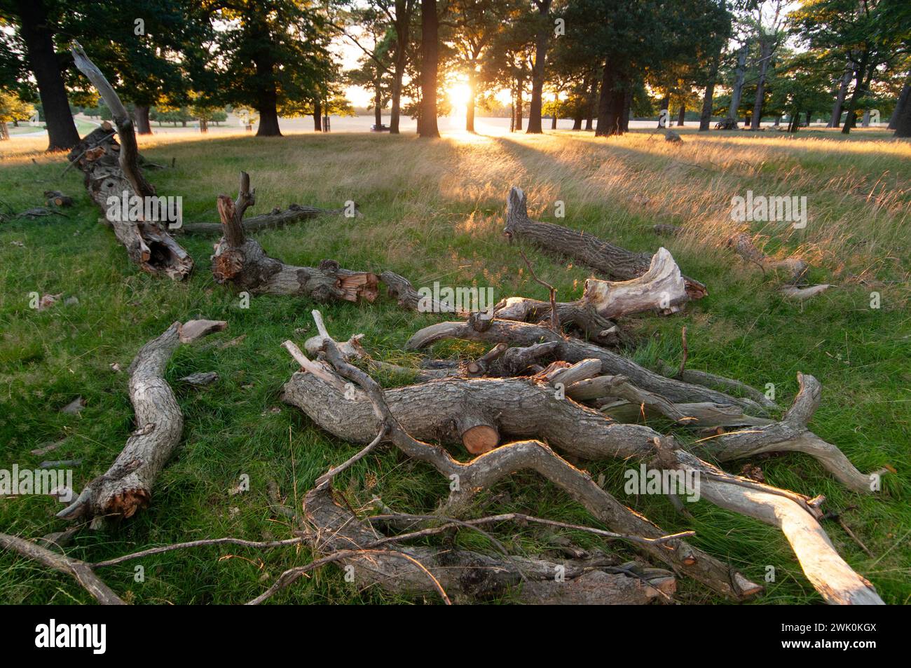Richmond Park, in the London Borough of Richmond upon Thames, is the ...