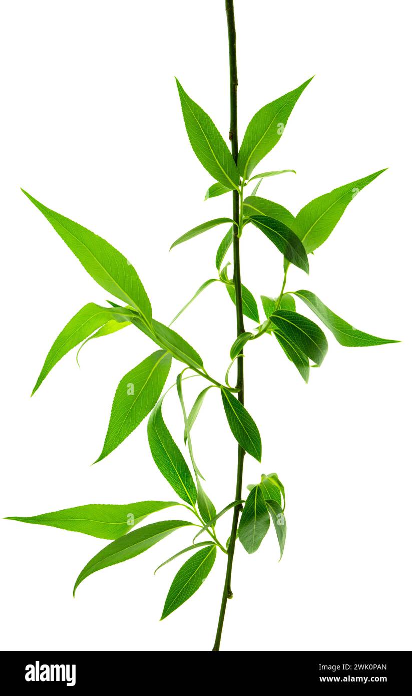 Green leaves isolated on white background. Young leaves of green trees ...