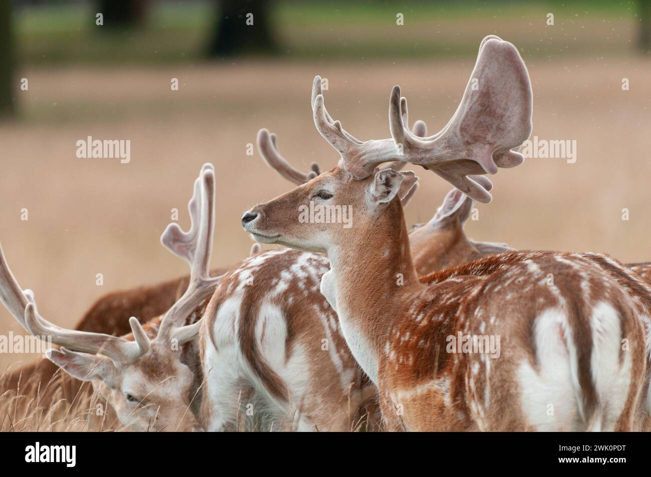 Richmond Park is a National Nature Reserve and home to over 630 red and ...