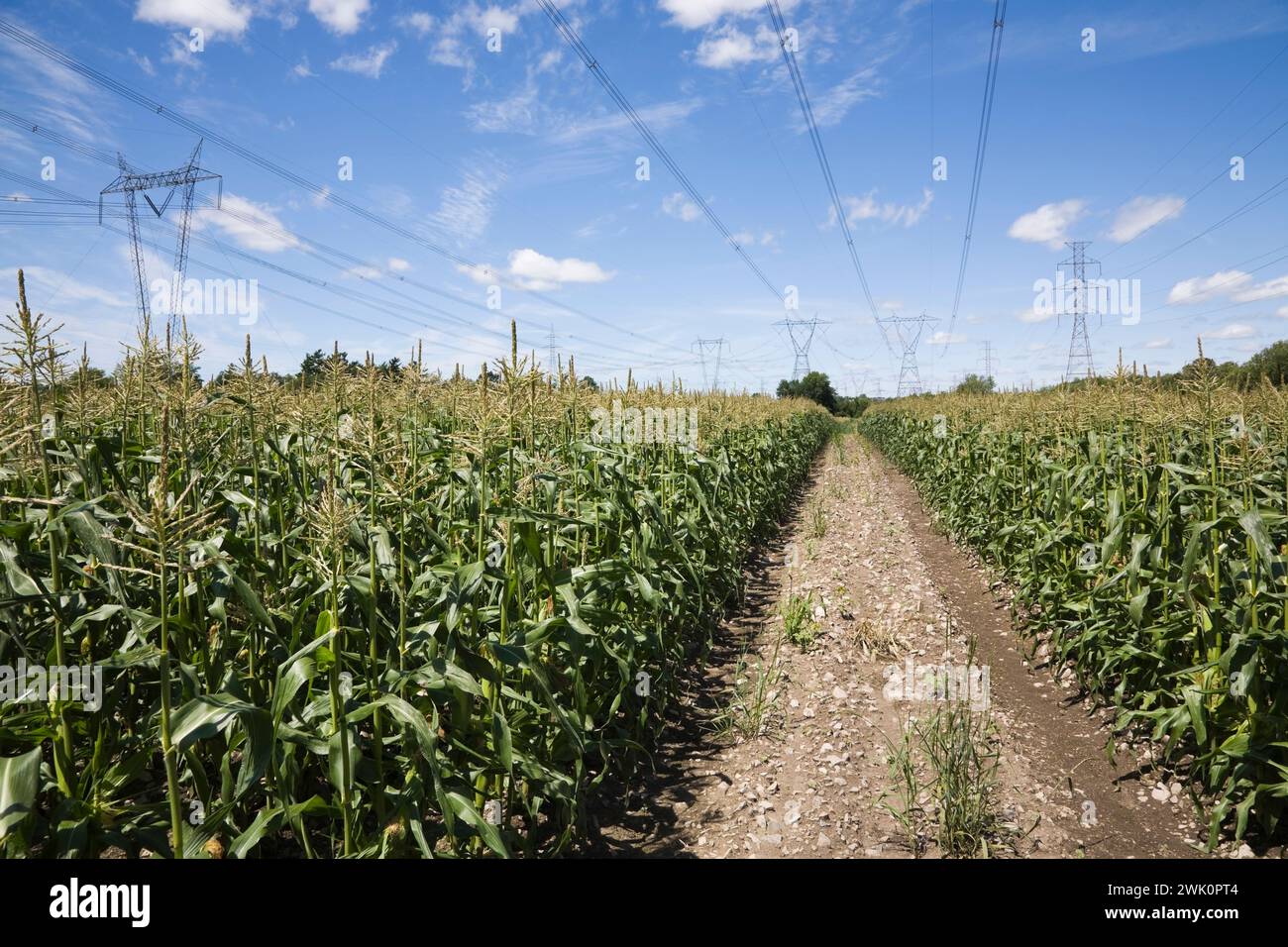 Brown dirt road through Zea mays - Corn field with hydro electricity ...