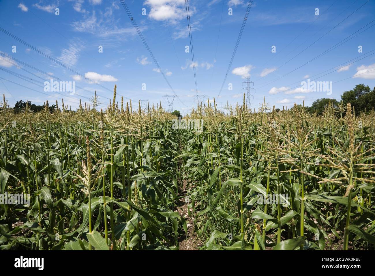 Hydro electricity transmission towers over Zea mays - Corn field in ...