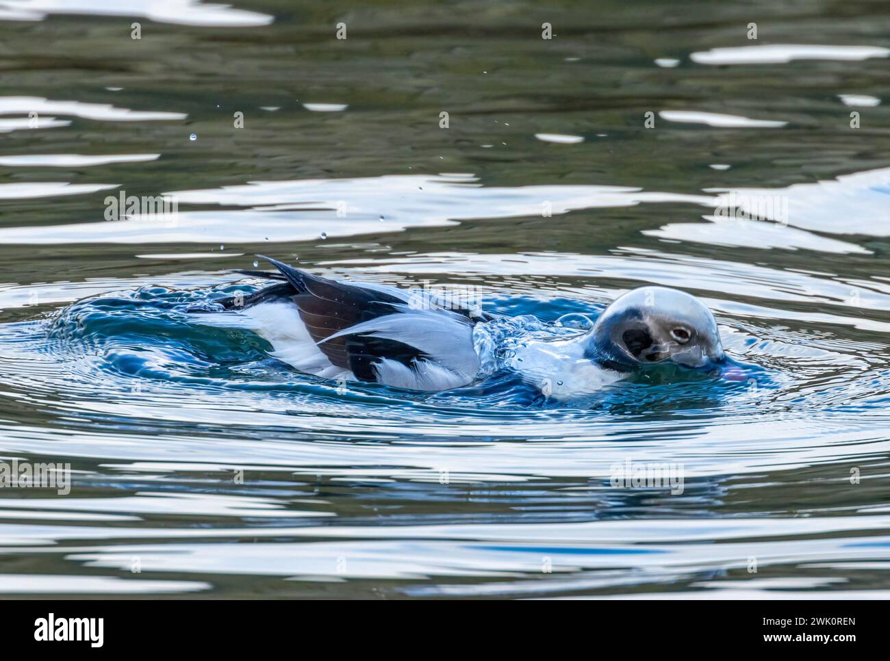 Male long tailed duck diving in the water Stock Photo - Alamy