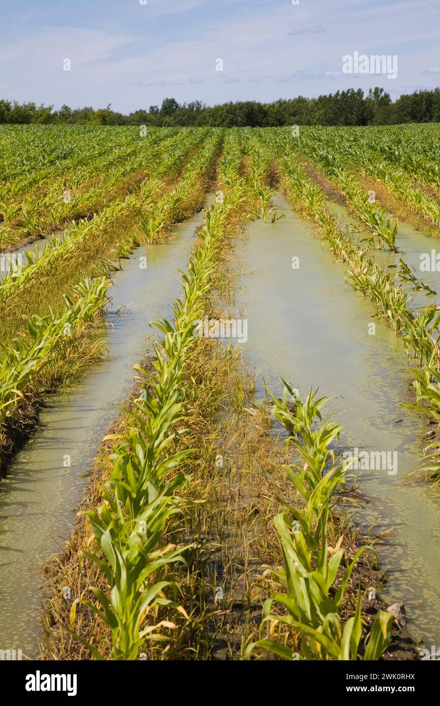 Field with rows of corn flooded with excess rain water due to the ...