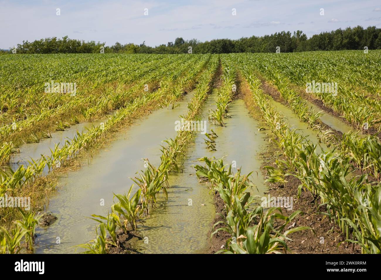 Field with rows of corn flooded with excess rain water due to the ...