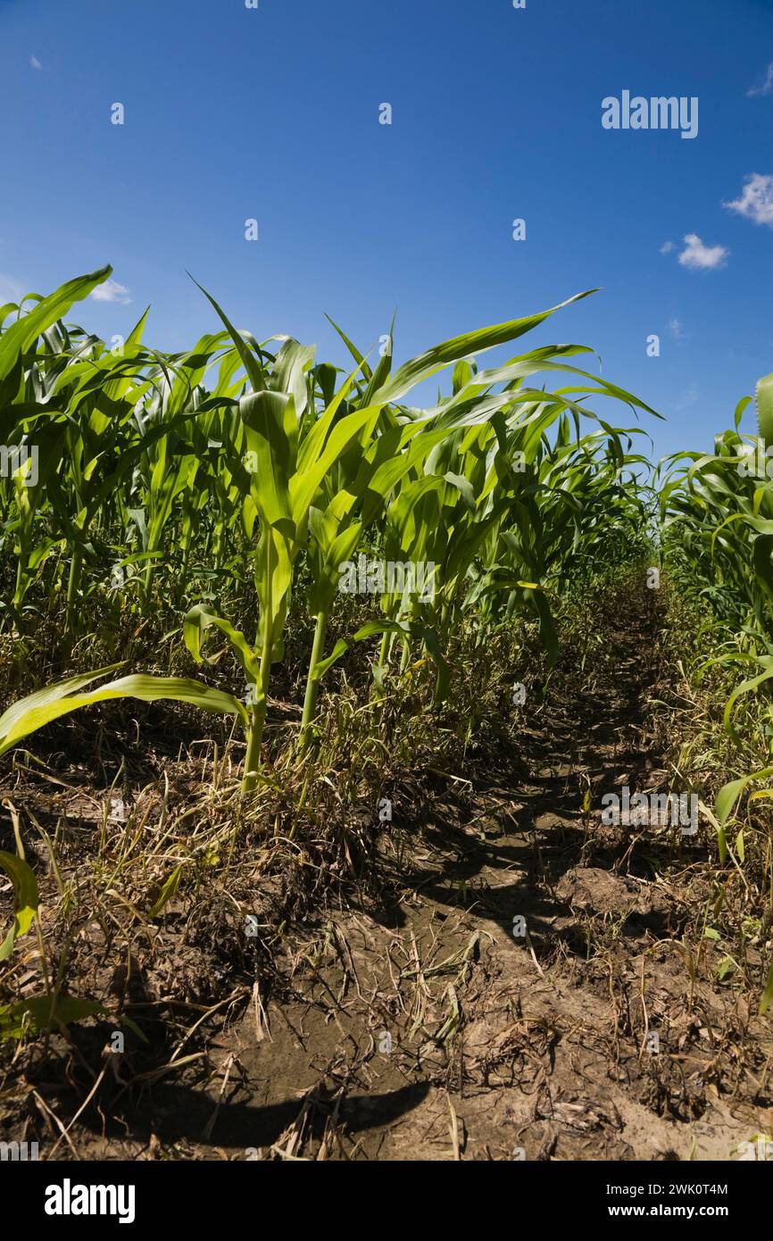 Dirt crop rows corn vertical hi-res stock photography and images - Alamy