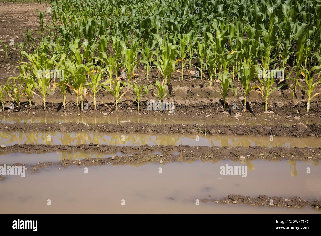 Field with rows of corn flooded with excess rain water due to the ...