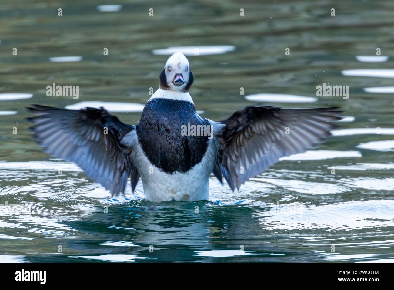 Male long tailed duck stretching out his wings in the water Stock Photo ...