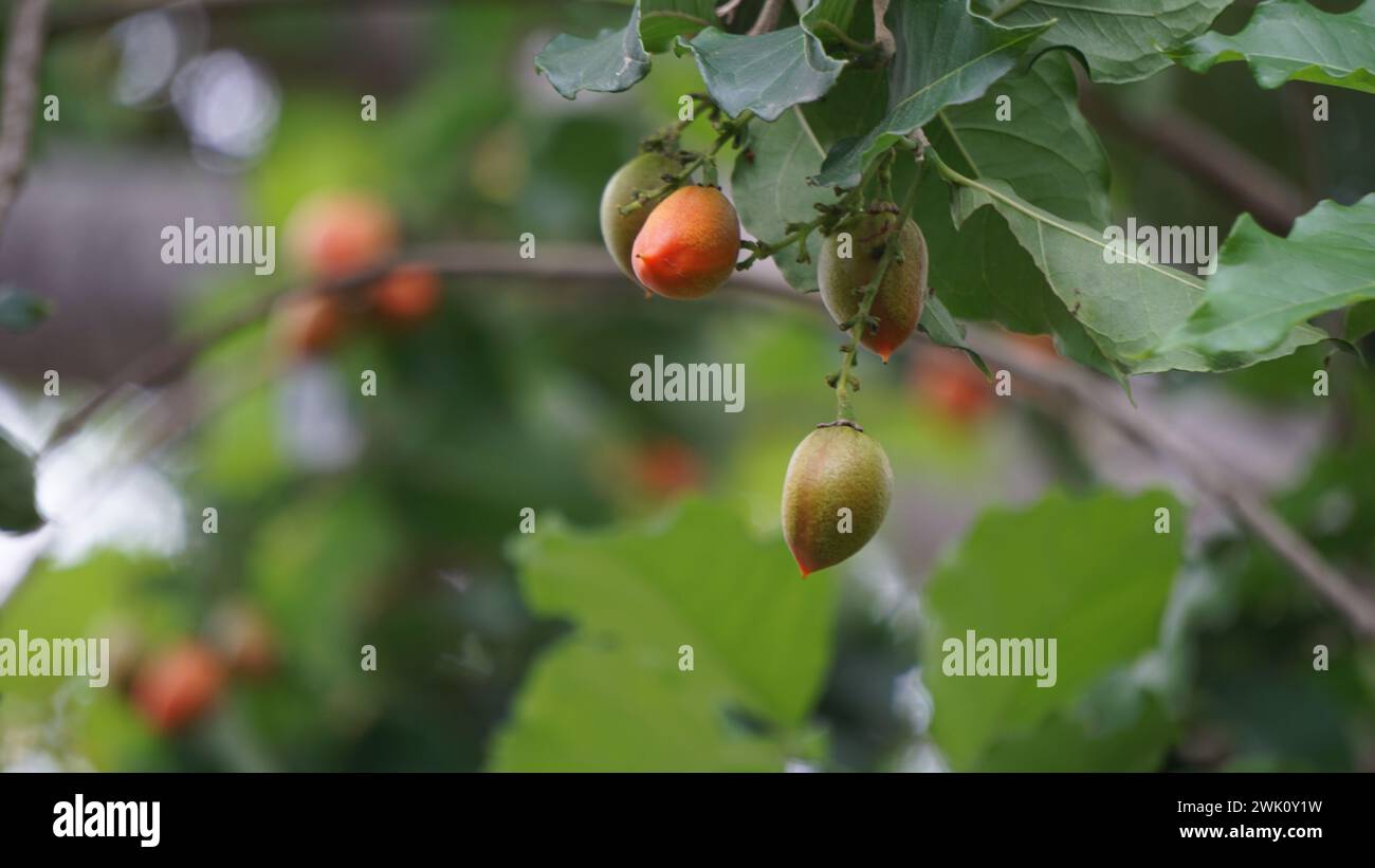 Bunchosia glandulifera (peanut butter fruit, caferana, falso guarana ...