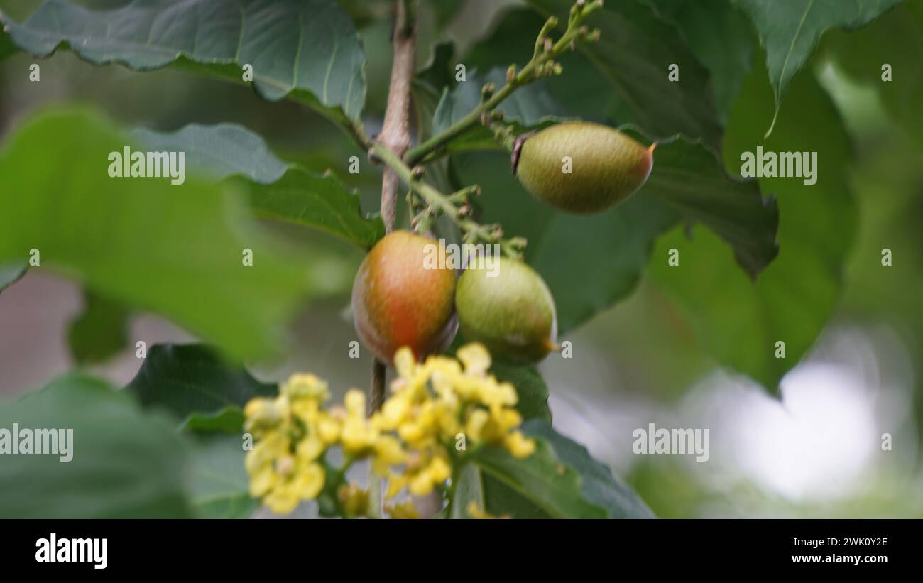 Bunchosia glandulifera (peanut butter fruit, caferana, falso guarana ...