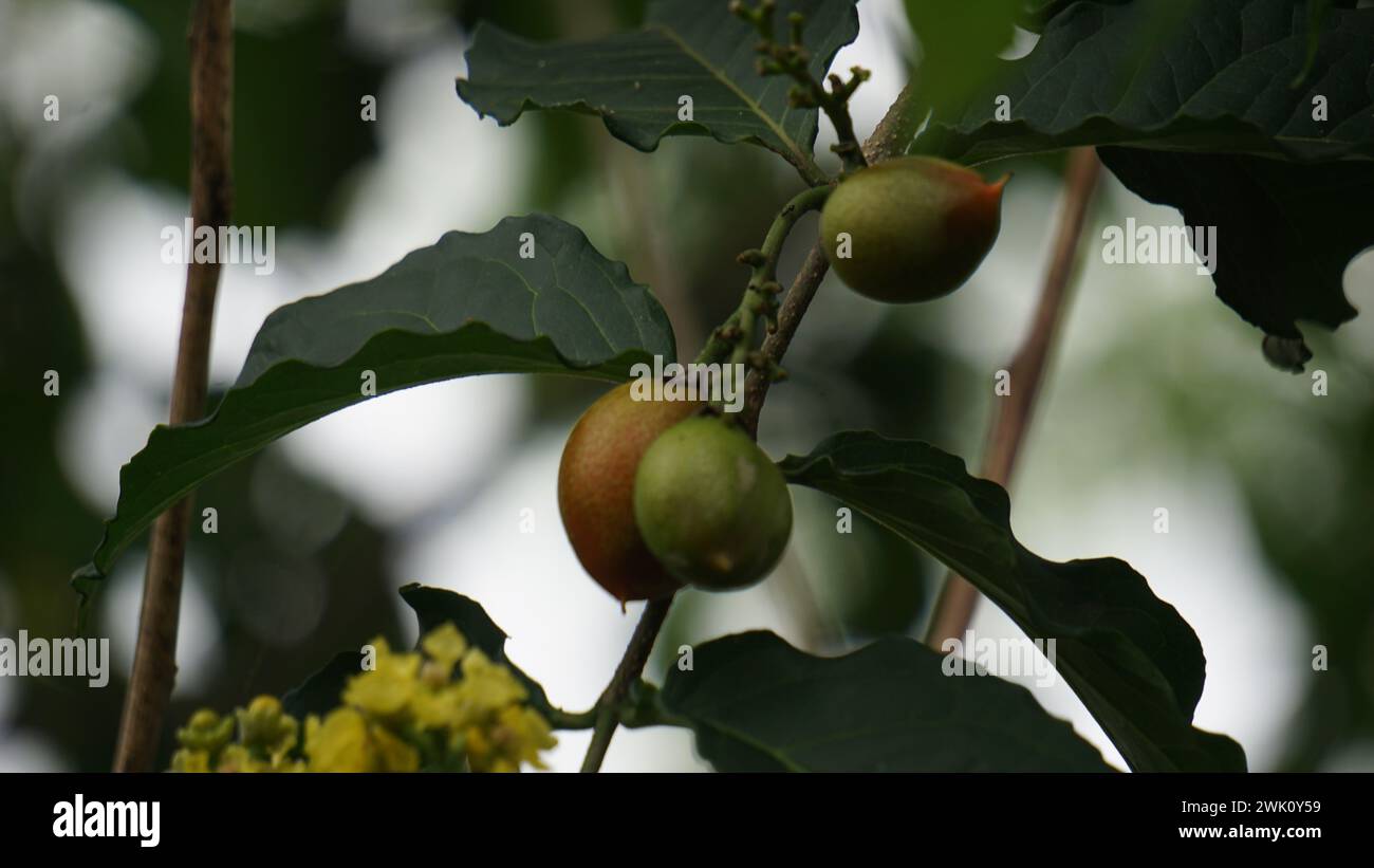 Bunchosia glandulifera (peanut butter fruit, caferana, falso guarana ...