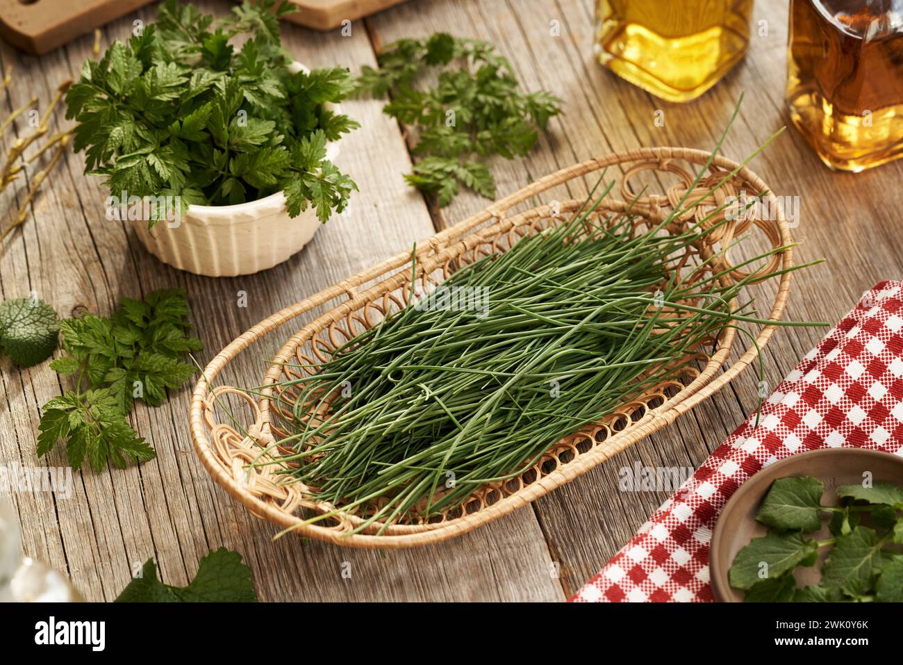 Wild edible plants harvested in winter - crow garlic, cow parsley and ...