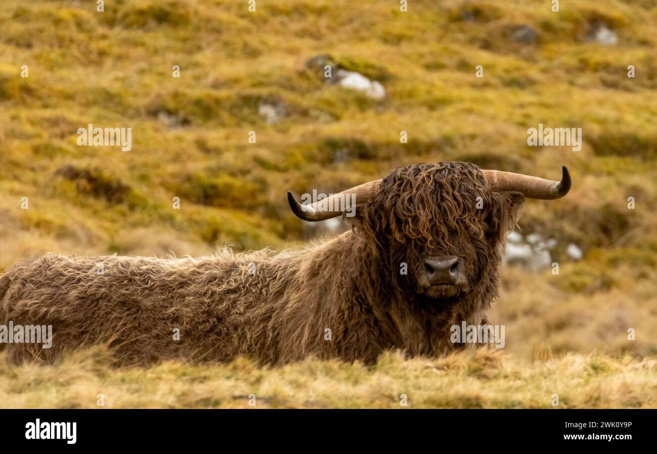 Highland cow with big horns lying down Stock Photo - Alamy
