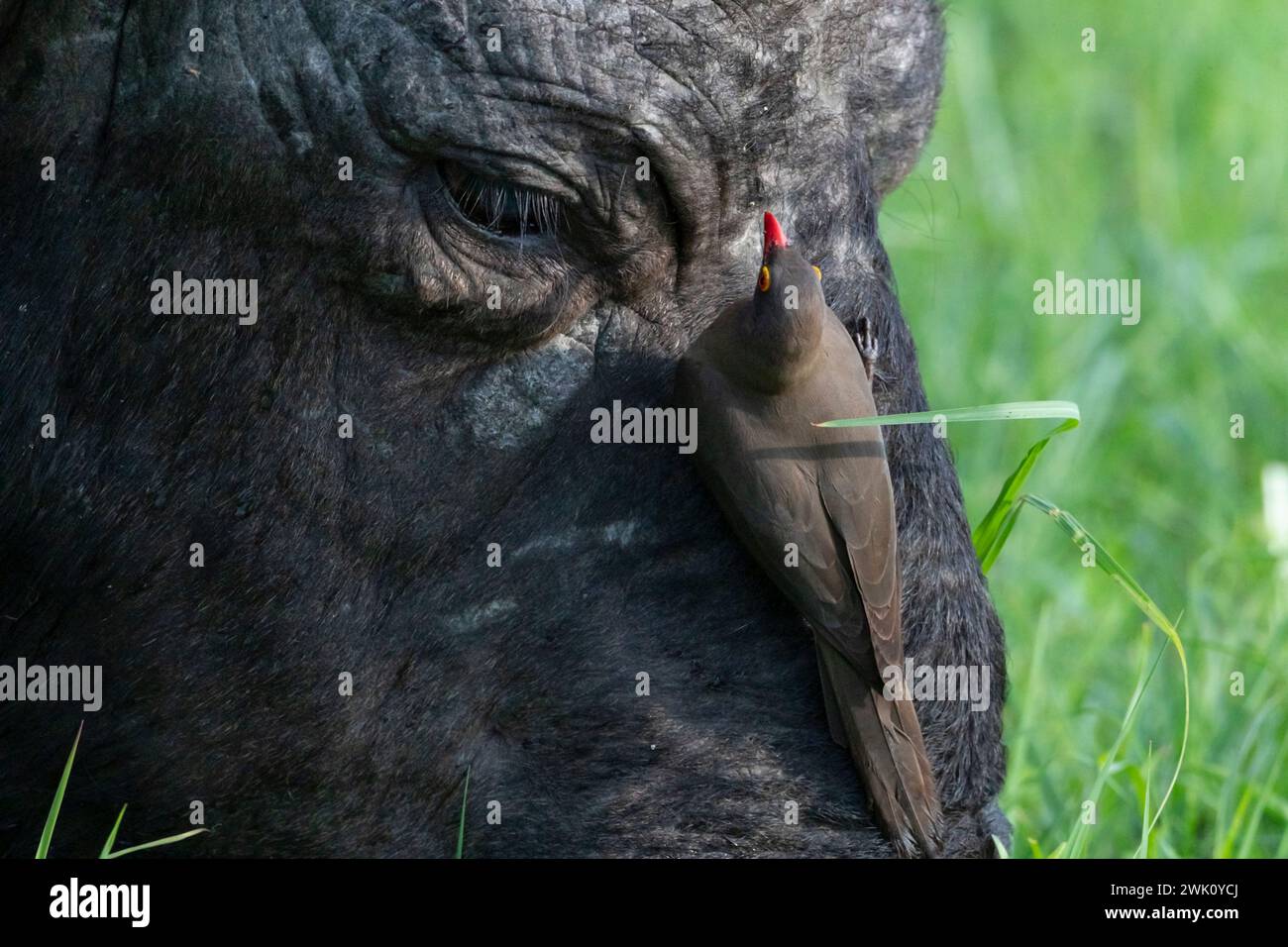 Red-billed Oxpecker, Buphagus africanus, Chobe National Park, Botswana ...