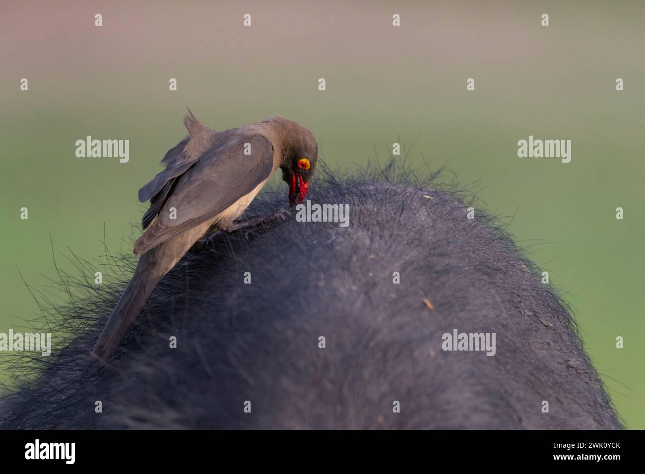 12000 red hi-res stock photography and images - Alamy