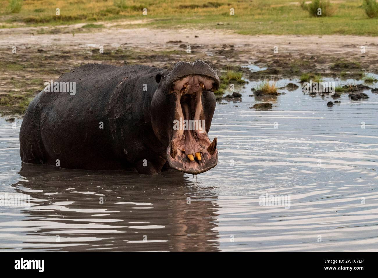 Graviportal hi-res stock photography and images - Alamy