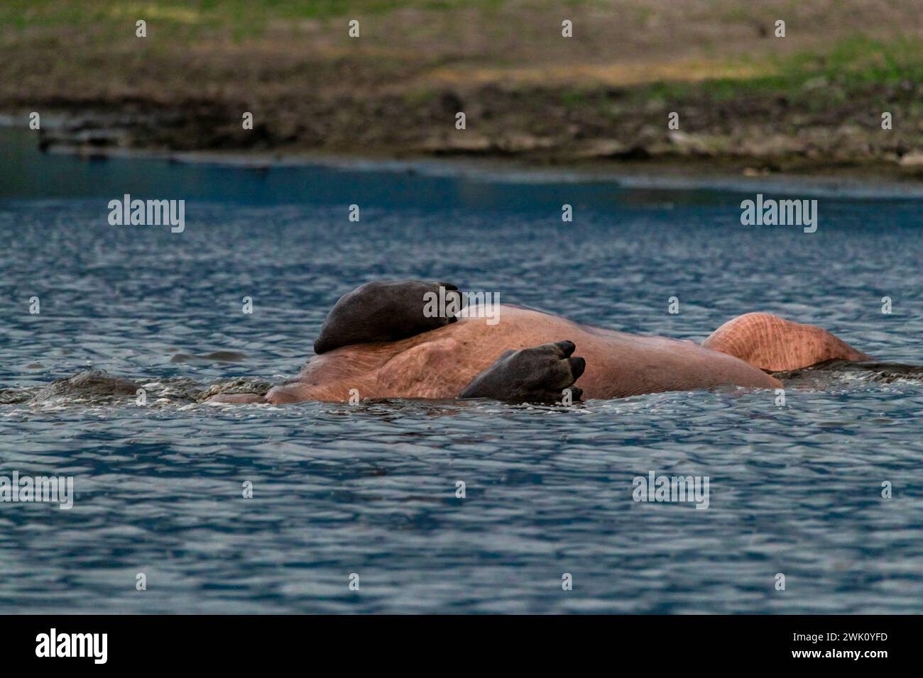 Horse back rub hi-res stock photography and images - Alamy