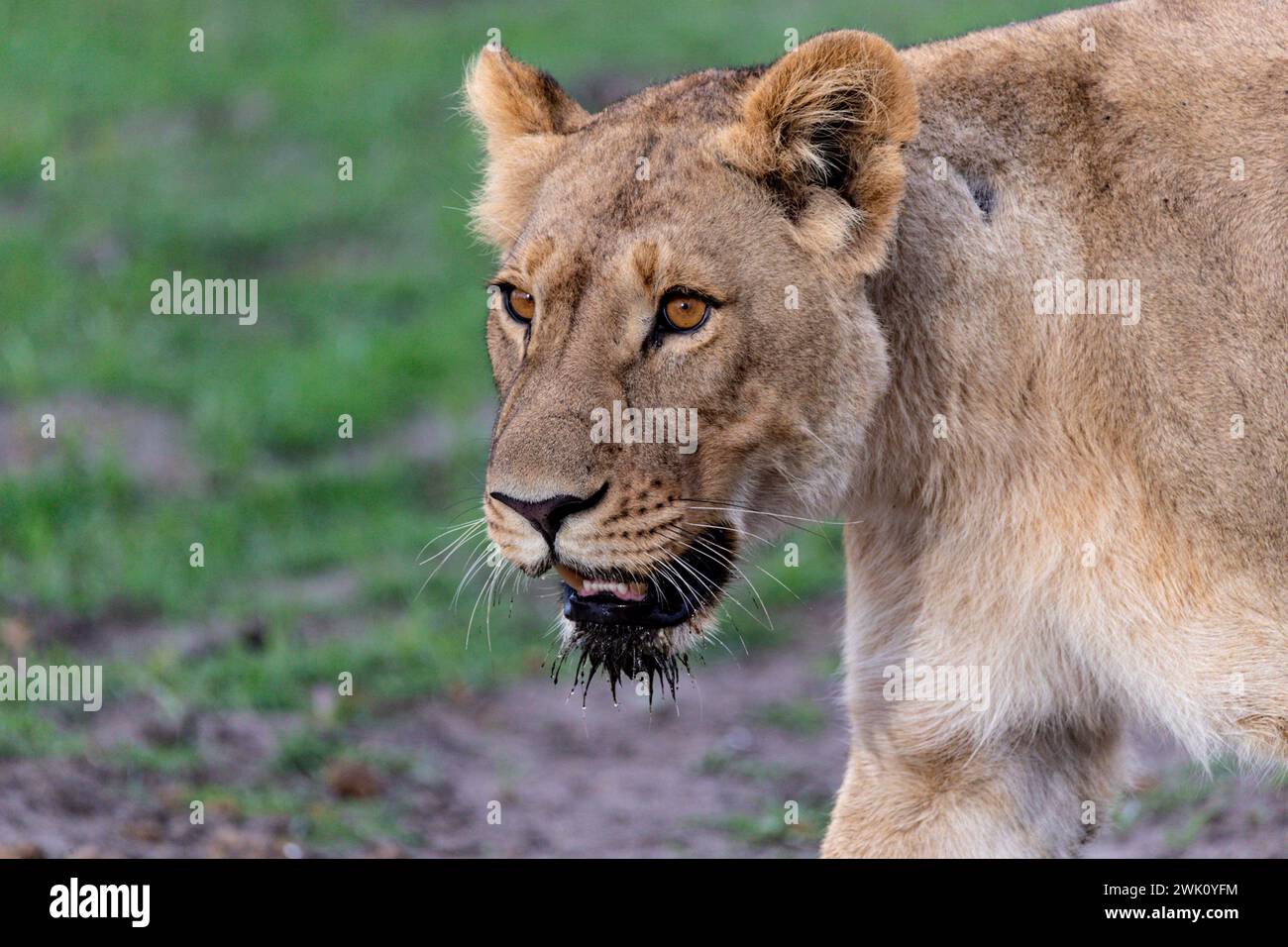Mudstained mouth hi-res stock photography and images - Alamy