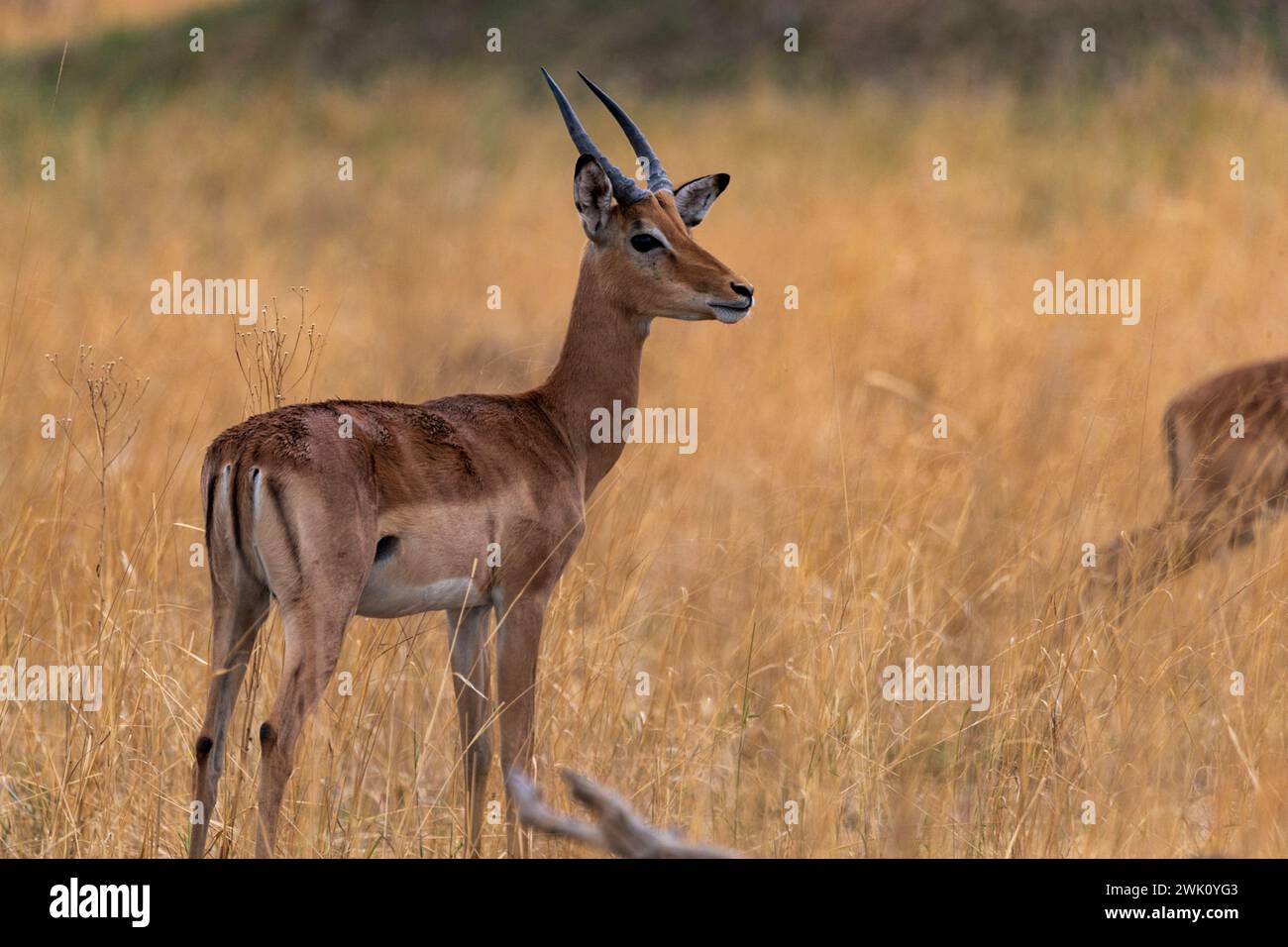 Impala chobe national park hi-res stock photography and images - Alamy