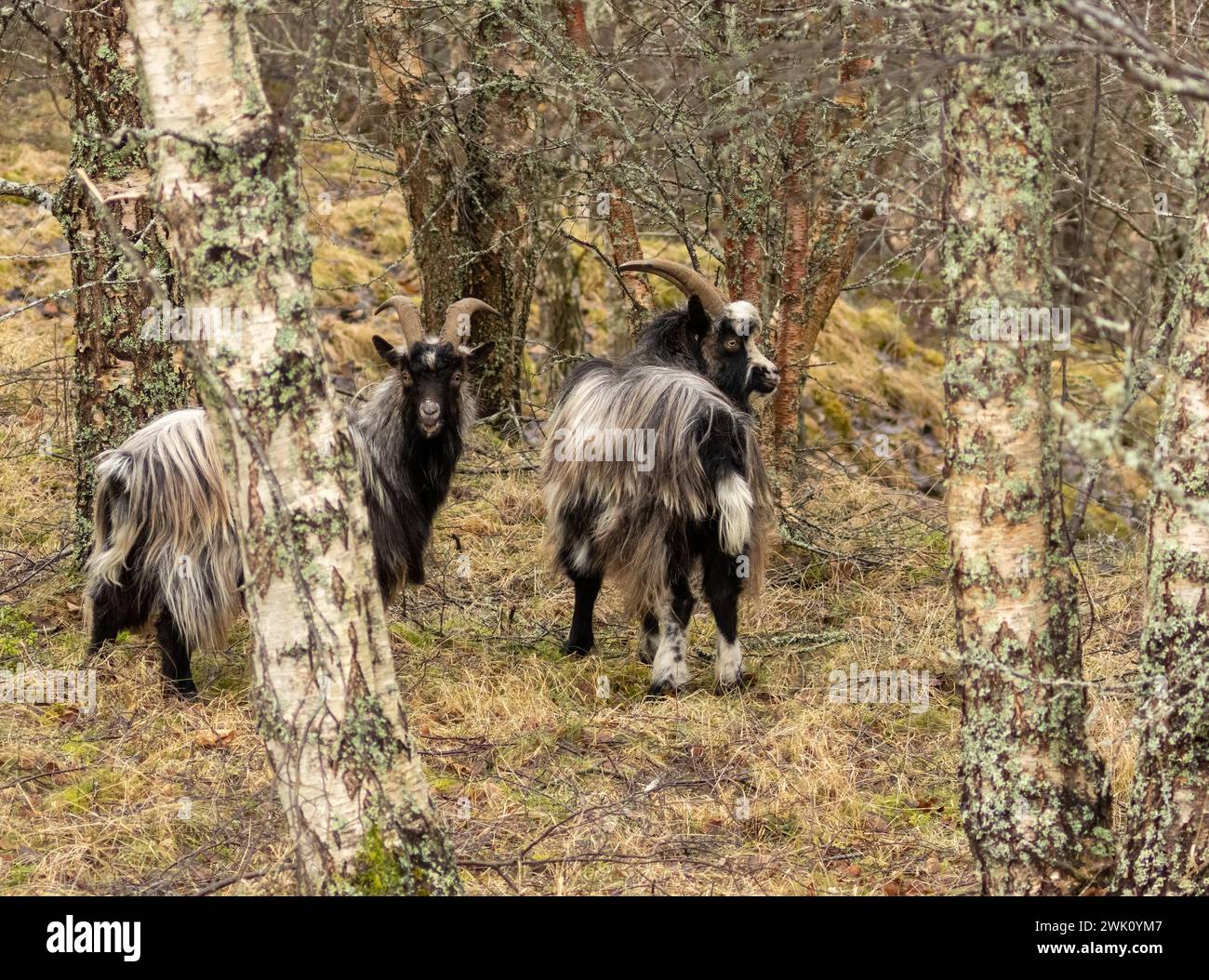 Two white and black wild mountain goats in birch trees Stock Photo - Alamy