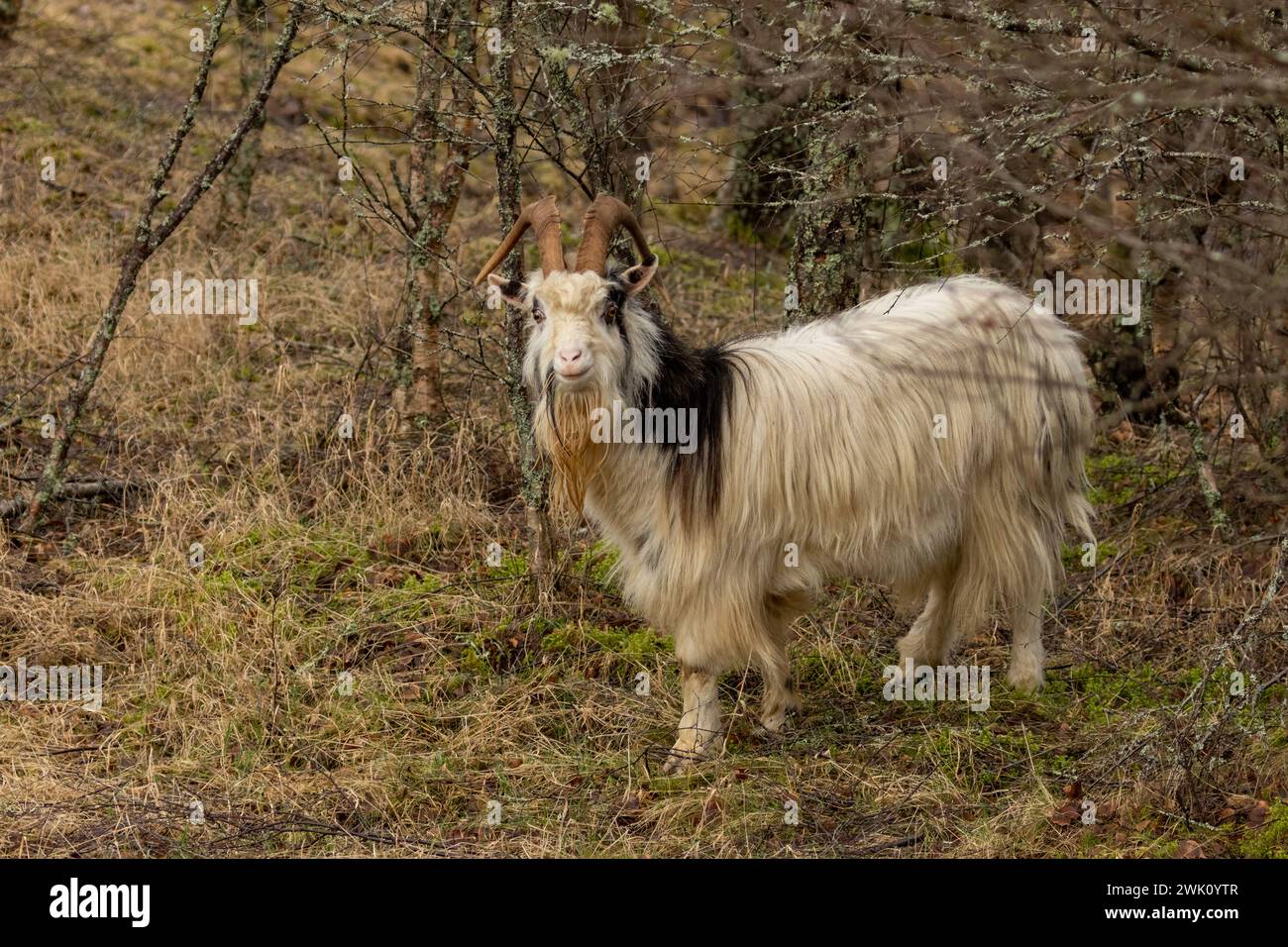 Hairy goat hi-res stock photography and images - Alamy