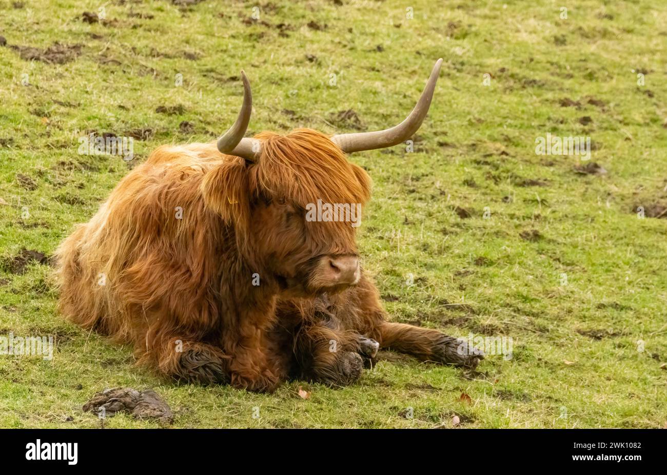 Highland cow with big horns lying down Stock Photo - Alamy