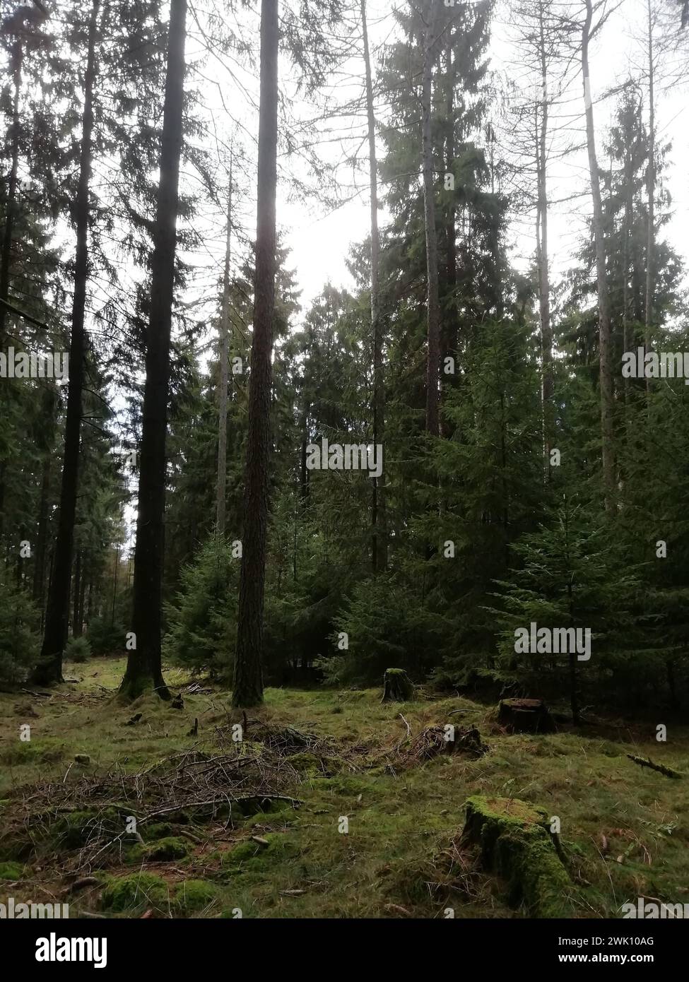 Mein waldmoment hi-res stock photography and images - Alamy