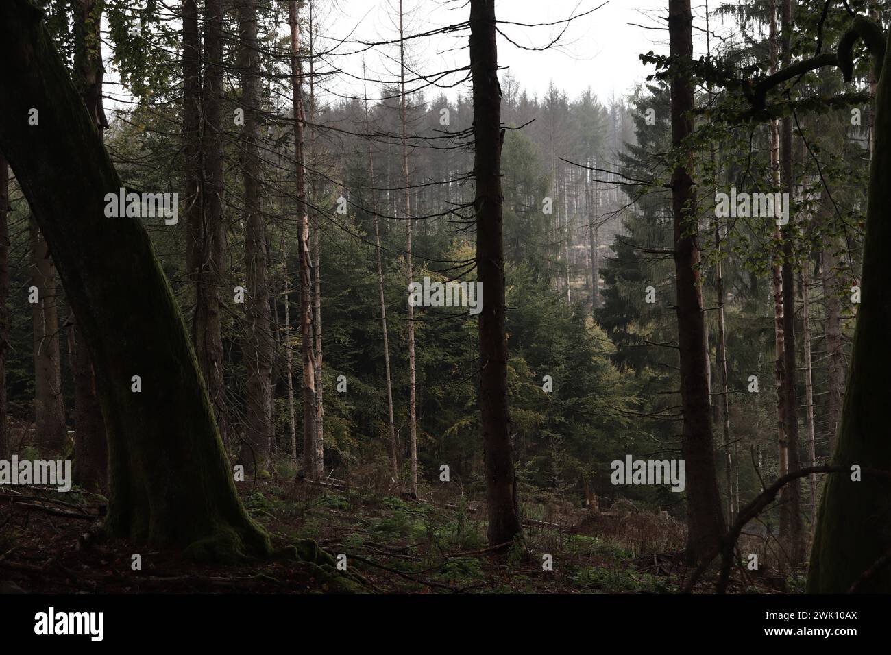 Mein waldmoment hi-res stock photography and images - Alamy