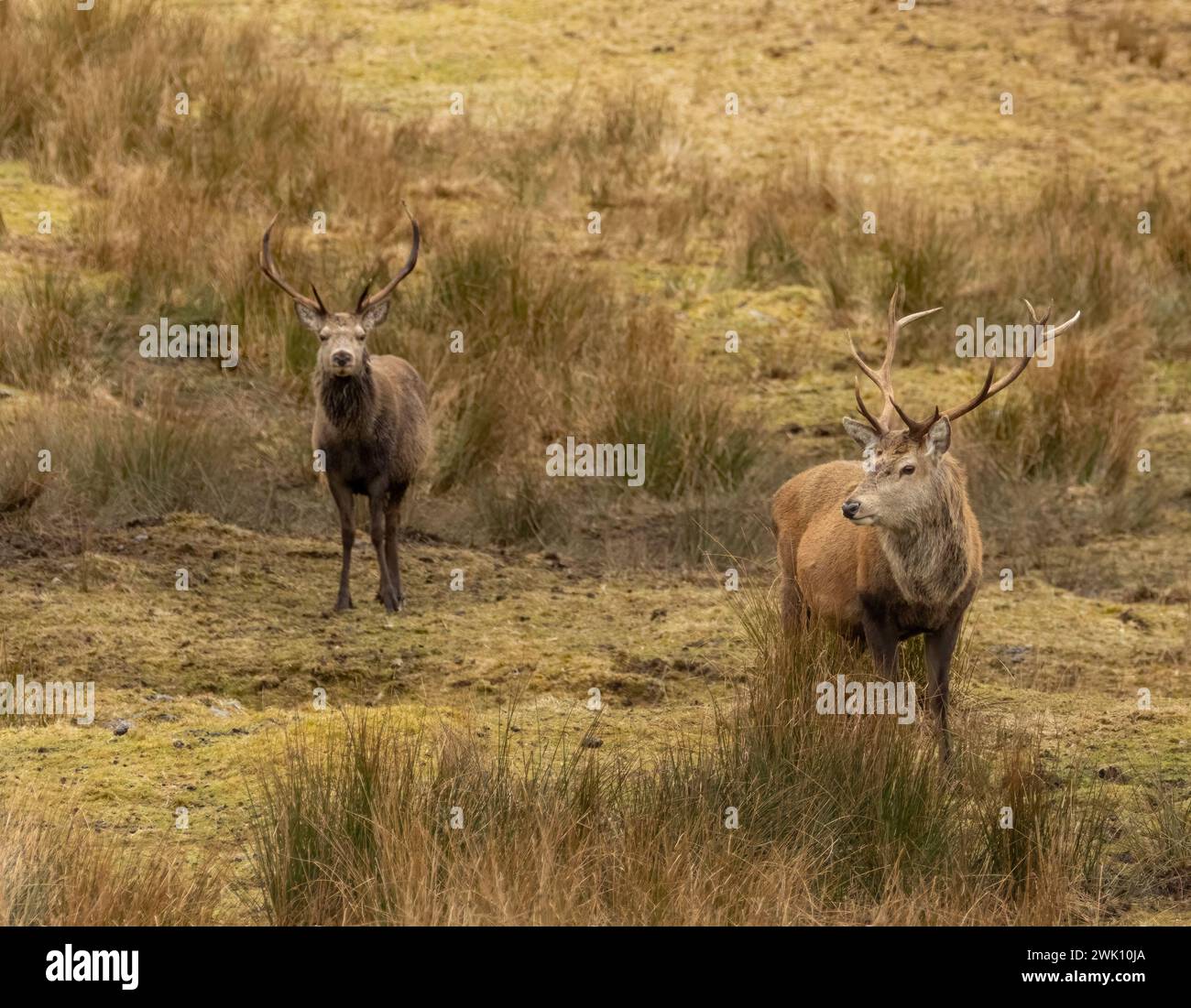 Pair of male stags together in the remote scottish hillside Stock Photo ...
