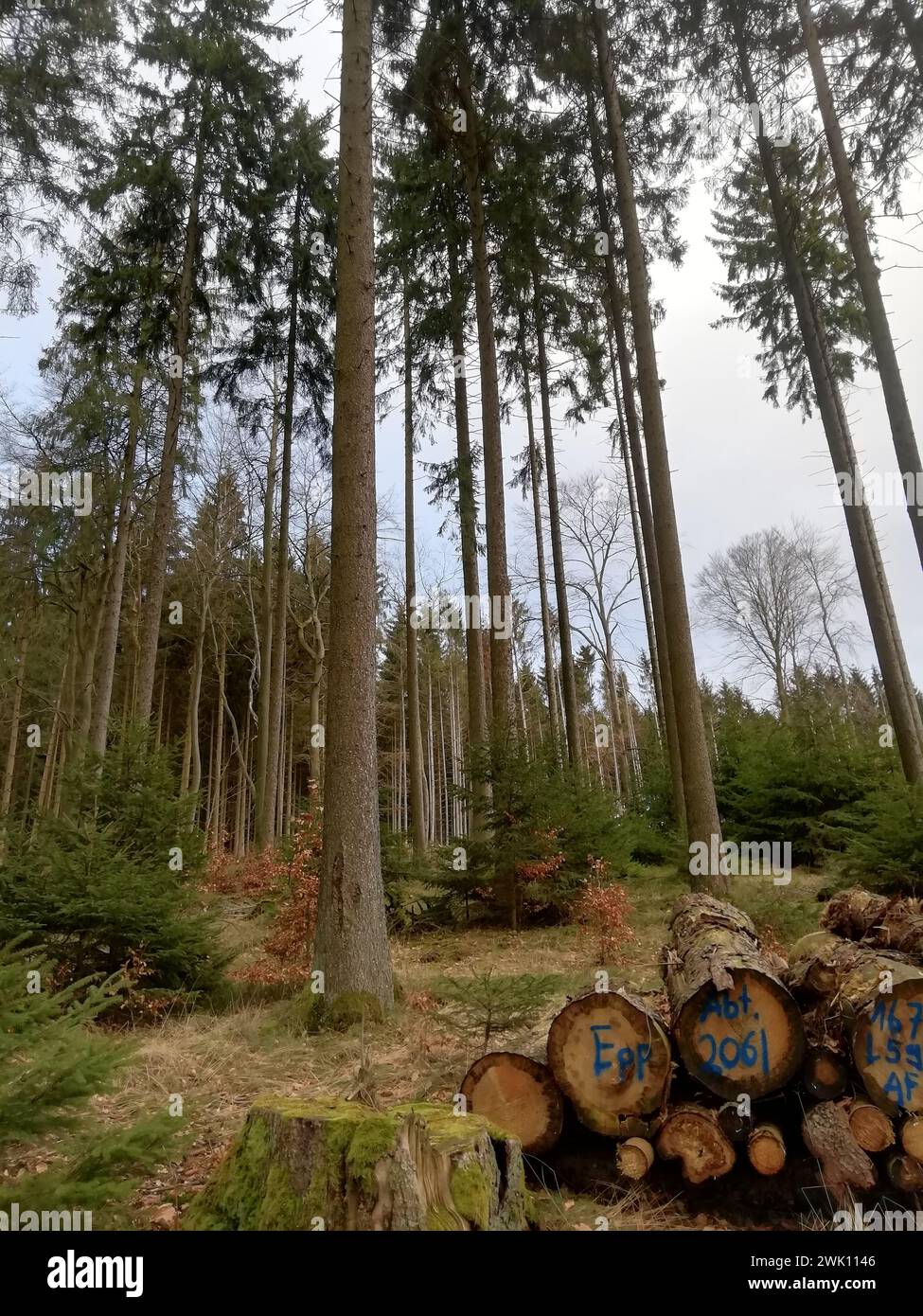 Mein waldmoment hi-res stock photography and images - Alamy