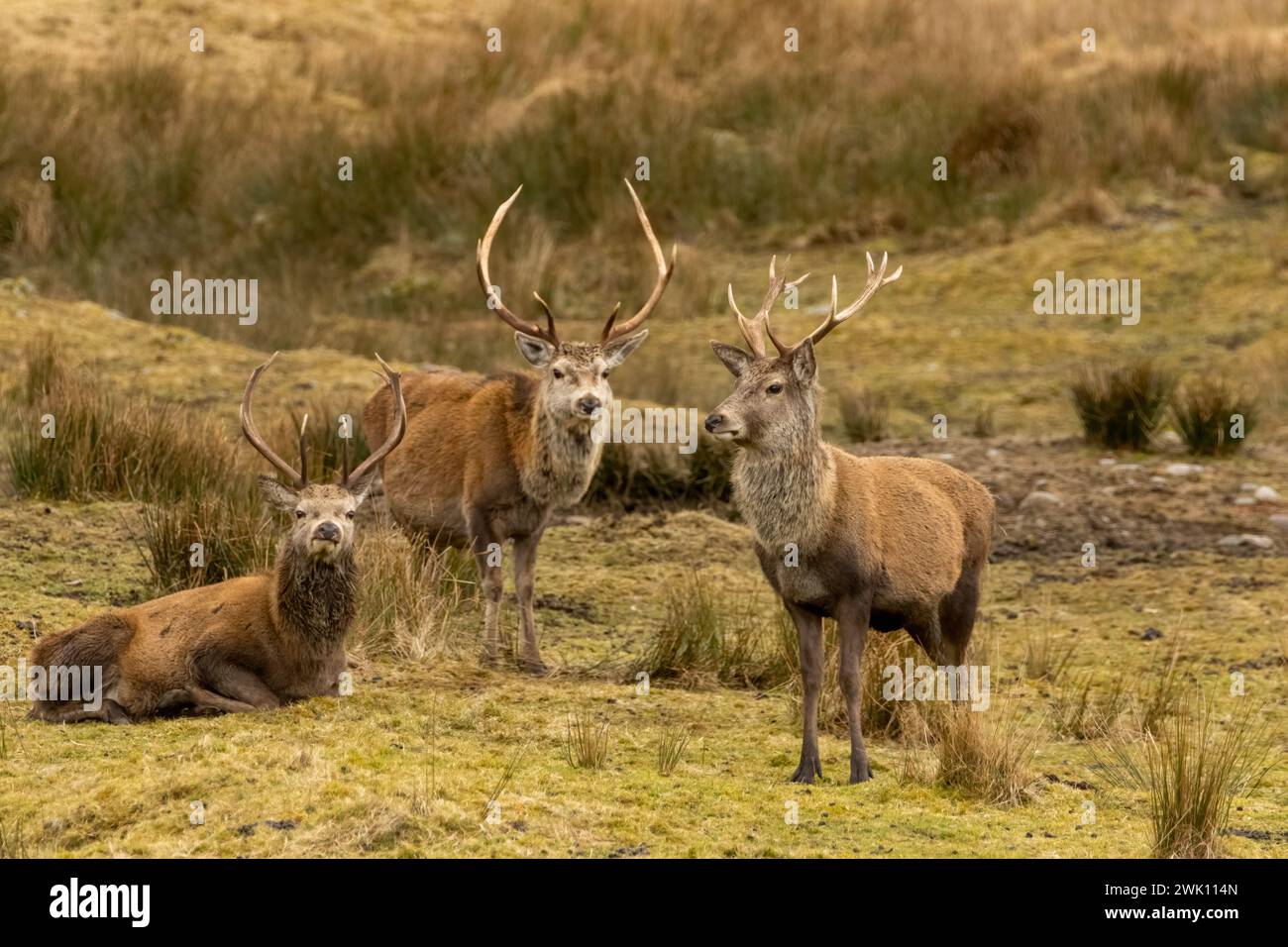 Three red deer stags together on the scottish moorland Stock Photo - Alamy