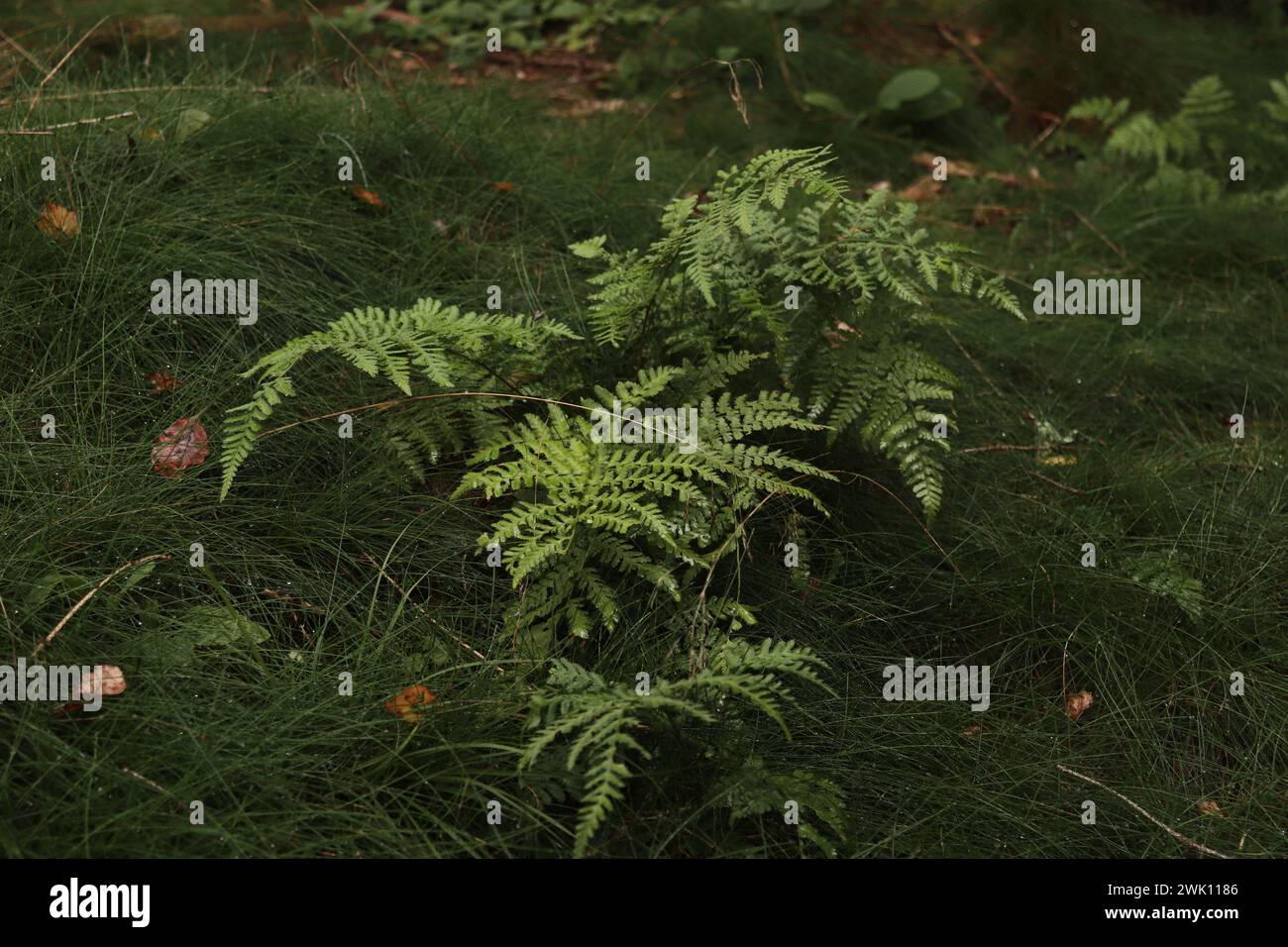 Waldmoment hi-res stock photography and images - Alamy