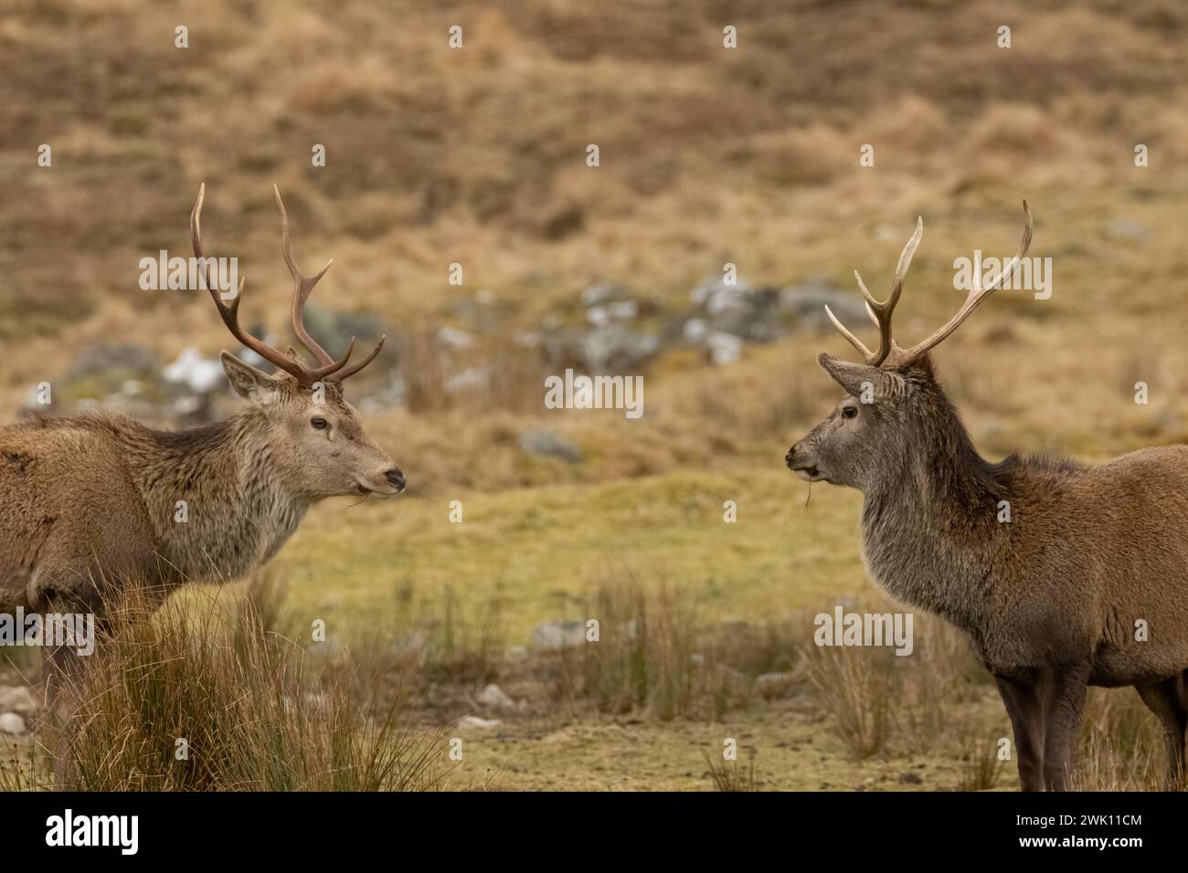 Pair of male stags together in the remote scottish hillside Stock Photo ...