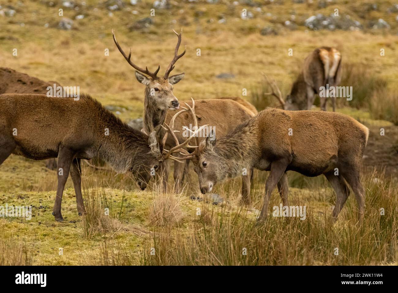 Jostling hi-res stock photography and images - Alamy