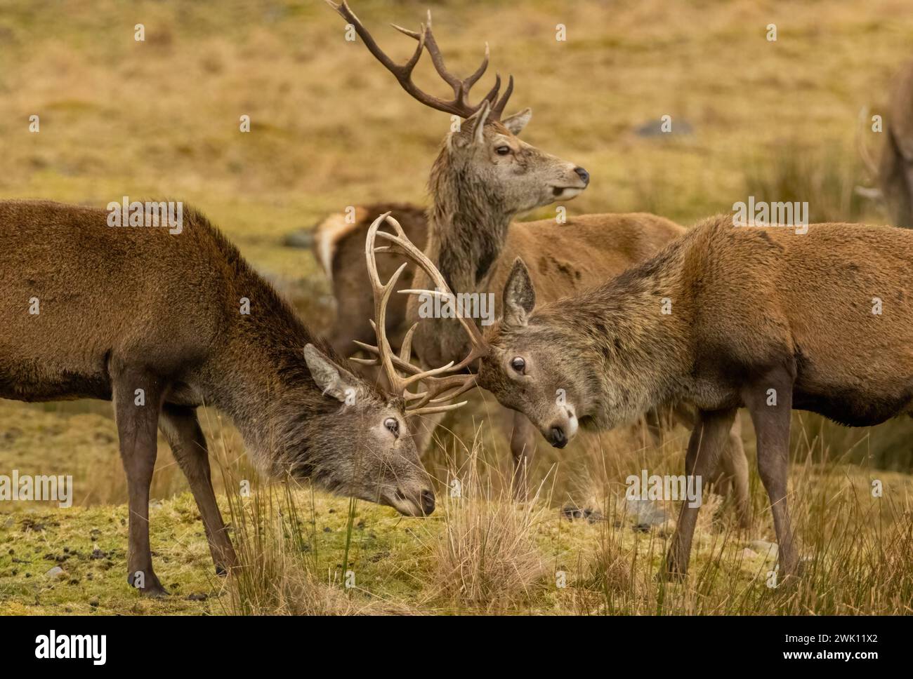 Jostling hi-res stock photography and images - Alamy