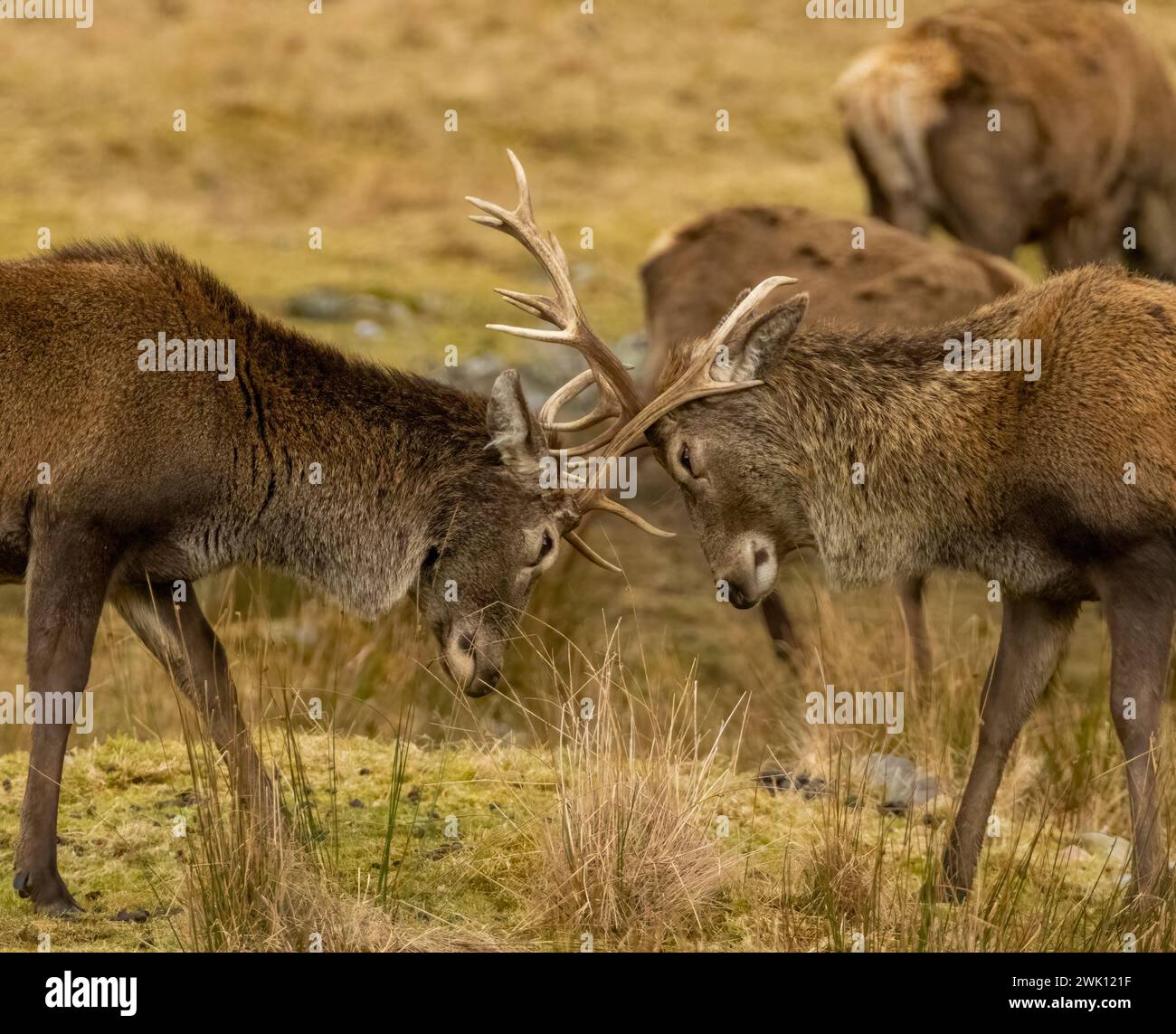 Jostling hi-res stock photography and images - Alamy