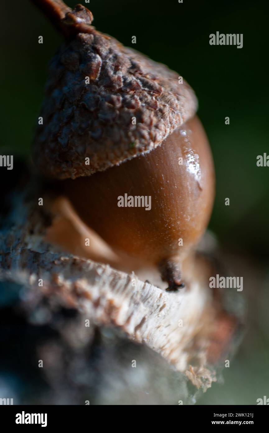 Macro shot of an alcorn, Faskally forest, Pitlochry Stock Photo - Alamy