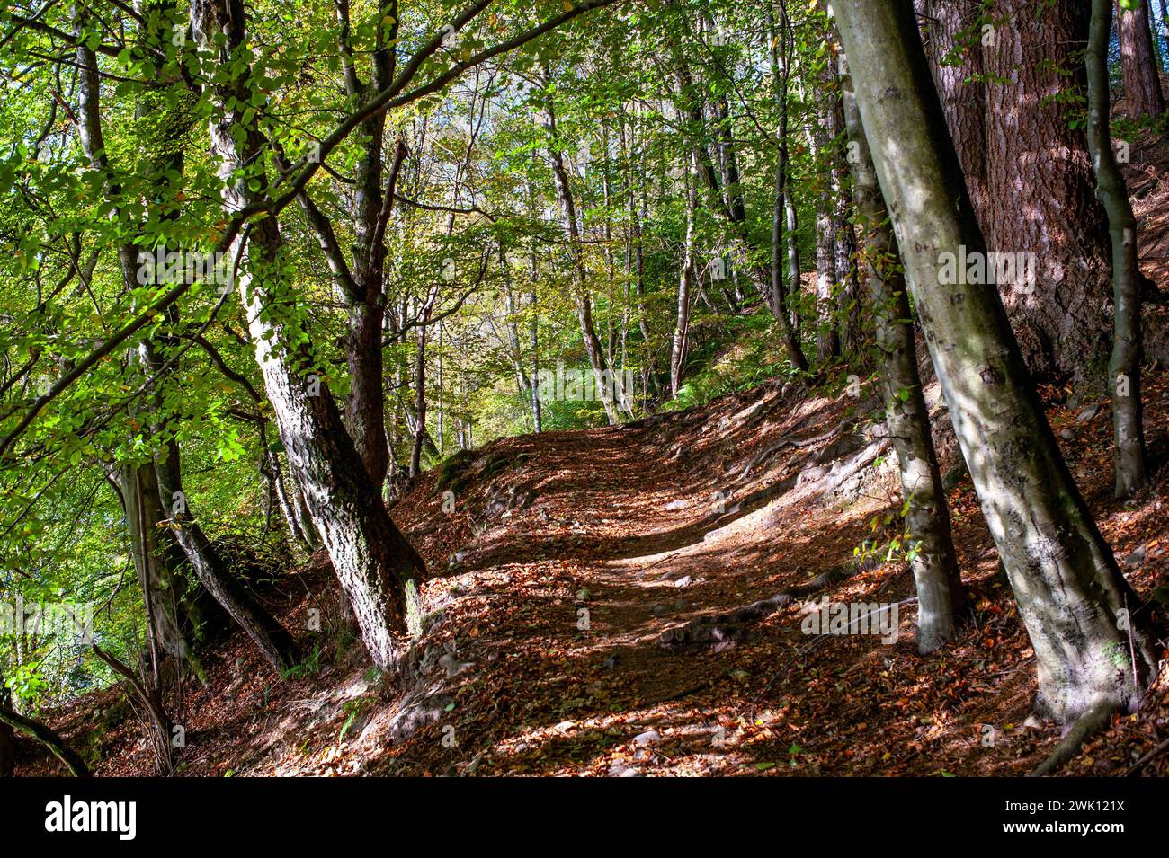 Forest path as seen during autumn/fall in Faskally Forest, Pitlochry ...