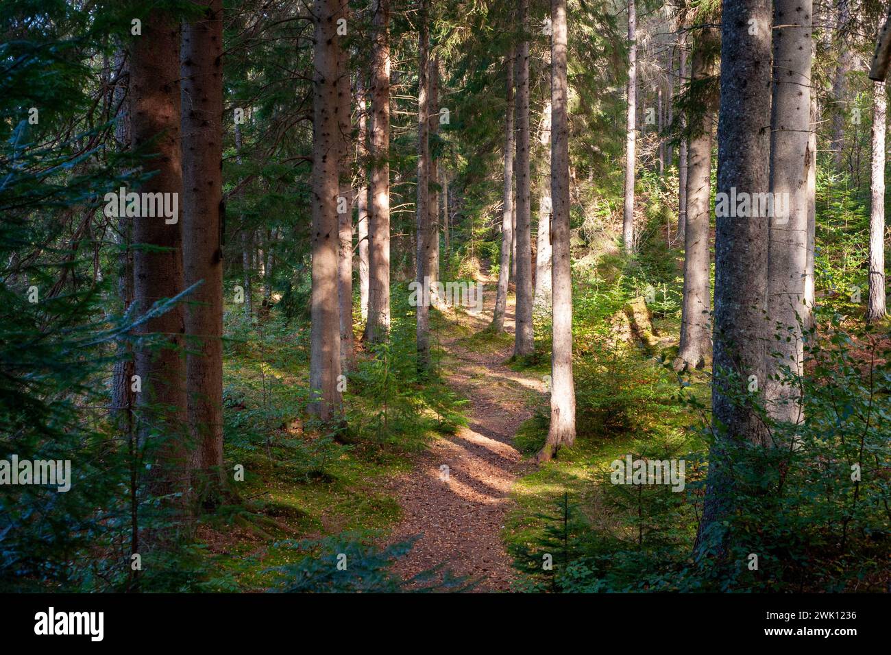 Forest path as seen during autumn/fall in Faskally Forest, Pitlochry ...