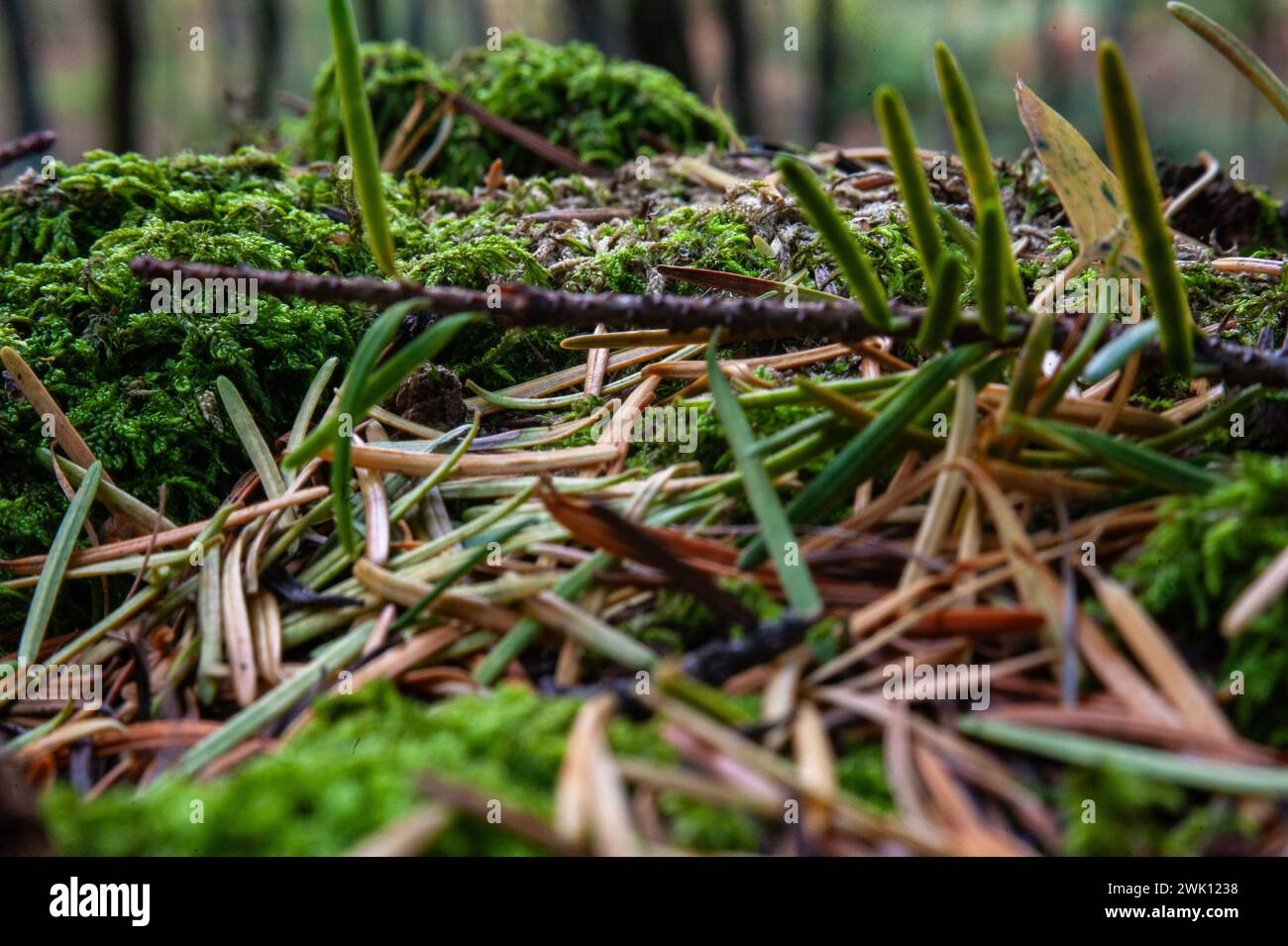 The forest floor is the term used to describe the lowest layer of a ...