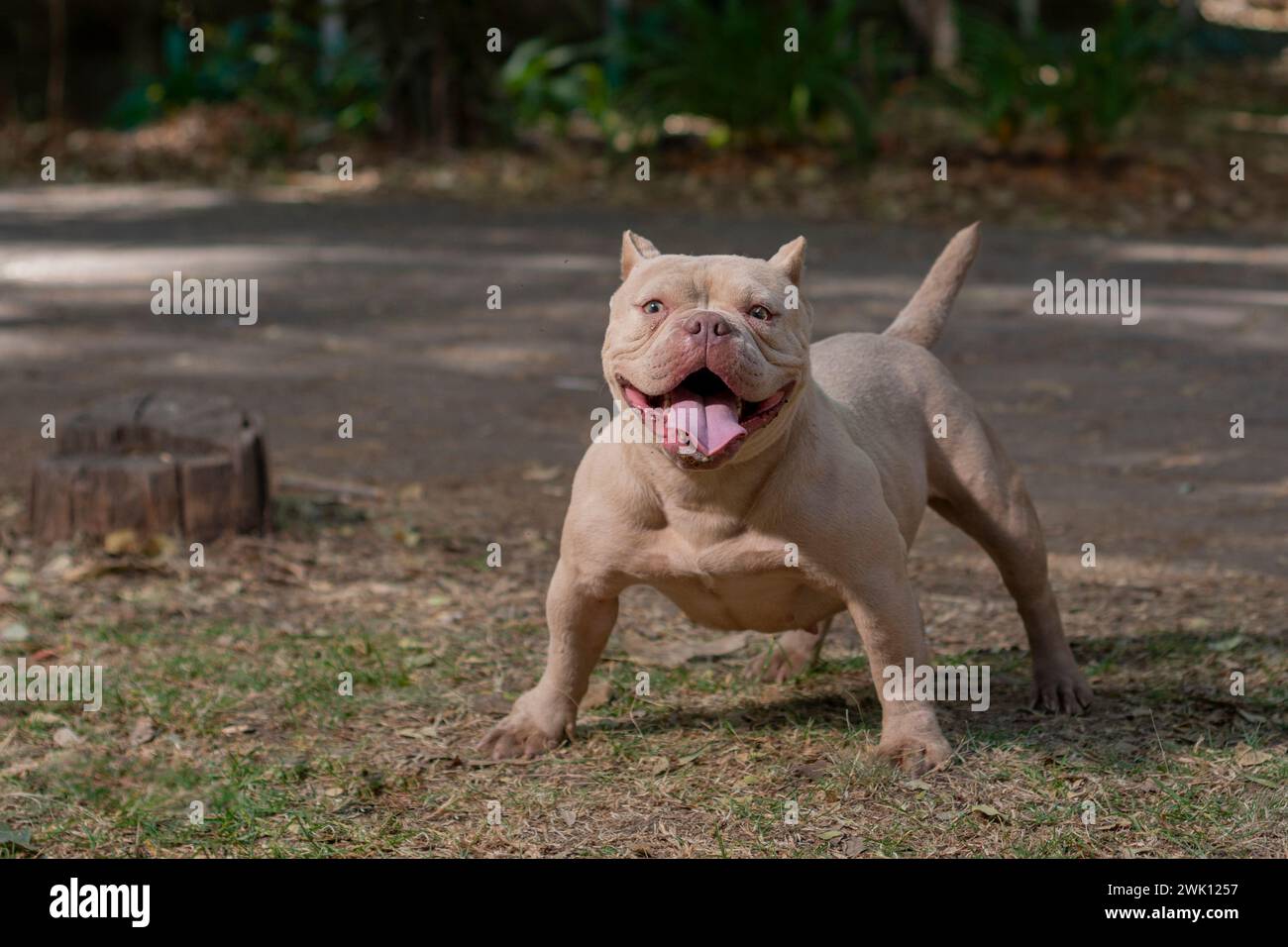 American bully standing in hi-res stock photography and images - Alamy