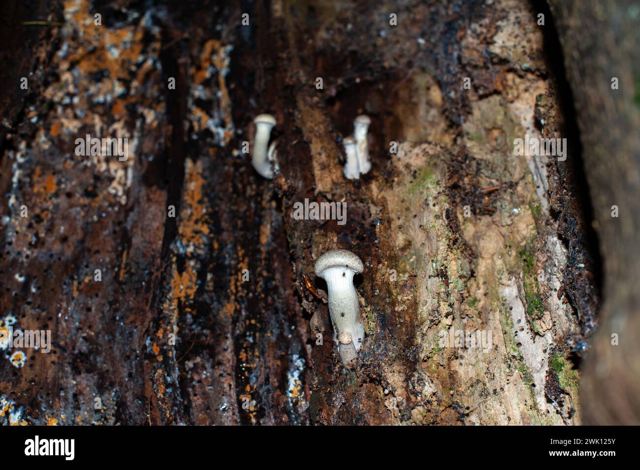 Trunk mushrooms scotland hi-res stock photography and images - Alamy