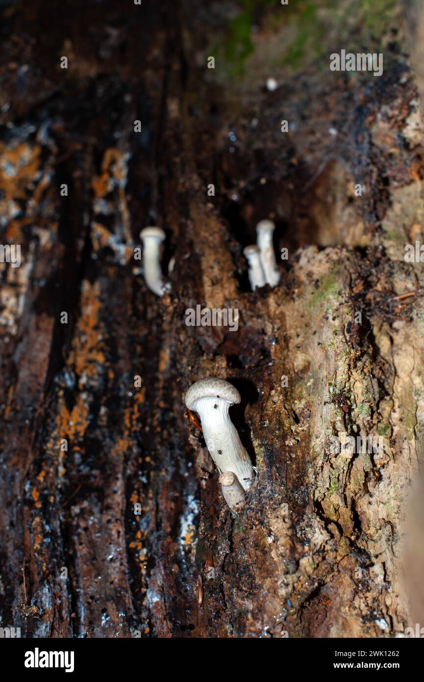 Trunk mushrooms scotland hi-res stock photography and images - Alamy