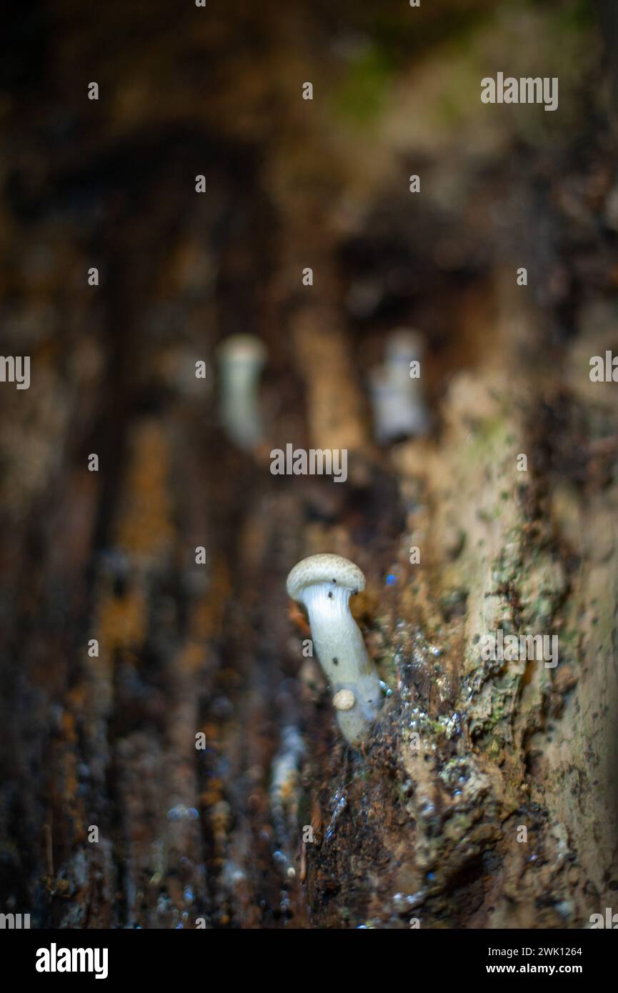 Mushrooms growing inside a tree trunk cavity Stock Photo - Alamy