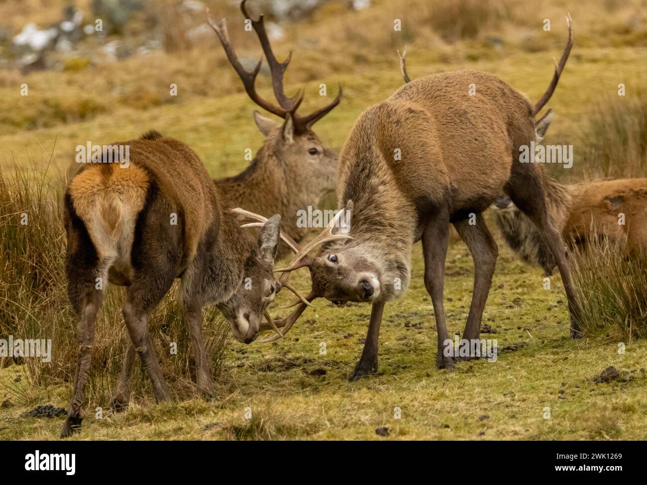 Jostling hi-res stock photography and images - Alamy