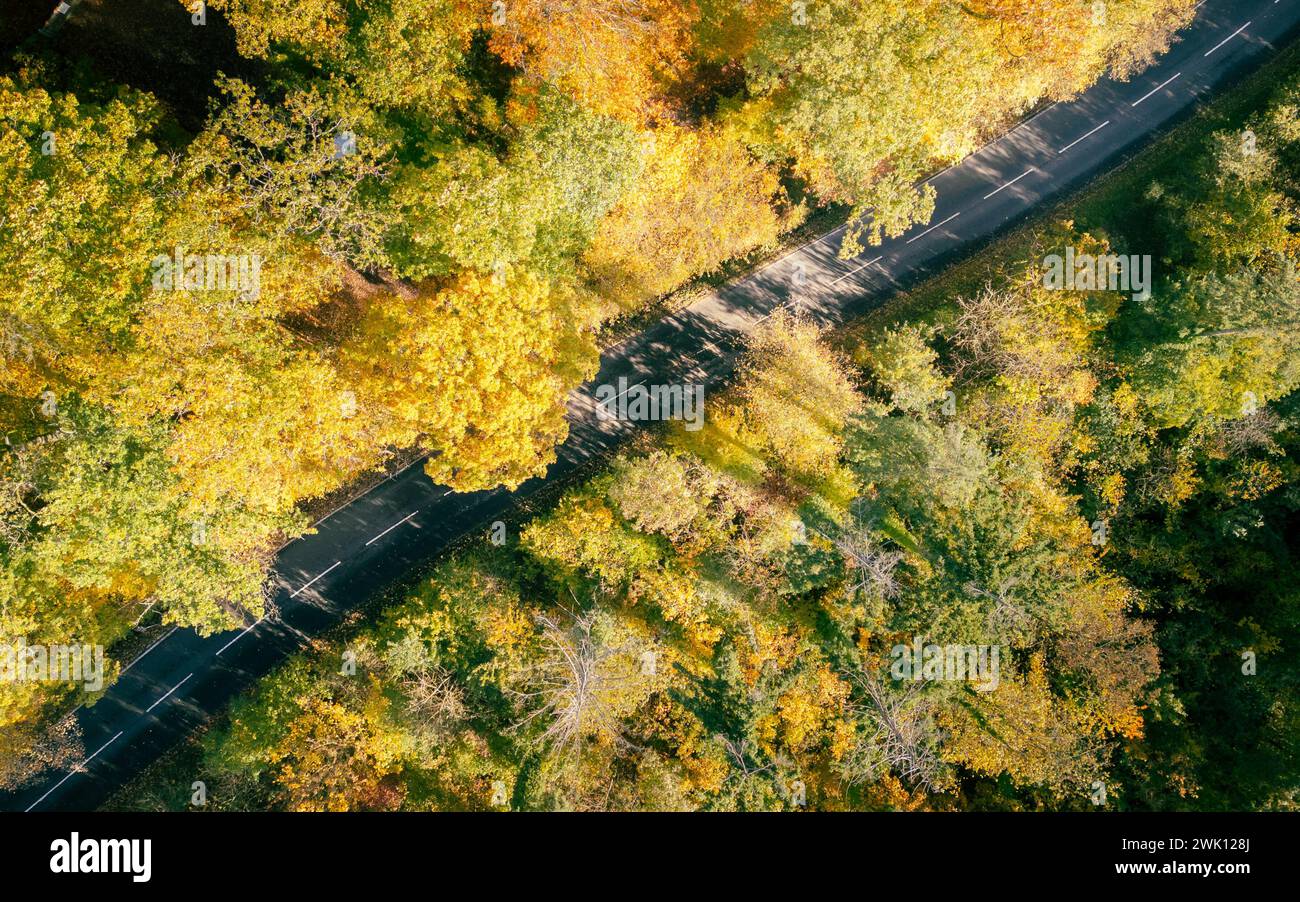 Aerial view of a forest with winding paths and trees in the foreground ...