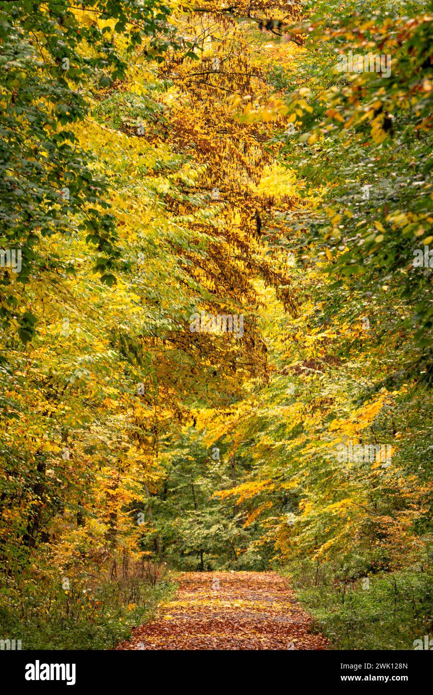 Leaves fallen along trail hi-res stock photography and images - Alamy