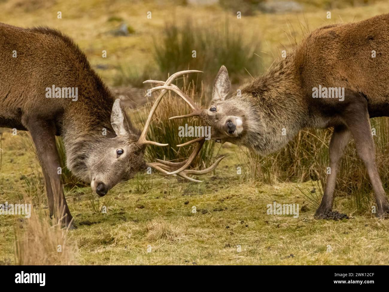 Jostling hi-res stock photography and images - Alamy